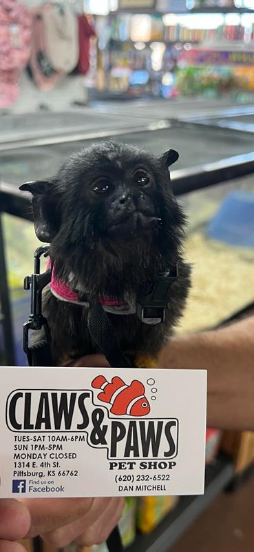 Claws & Paws Pet Store - Pittsburg, KS